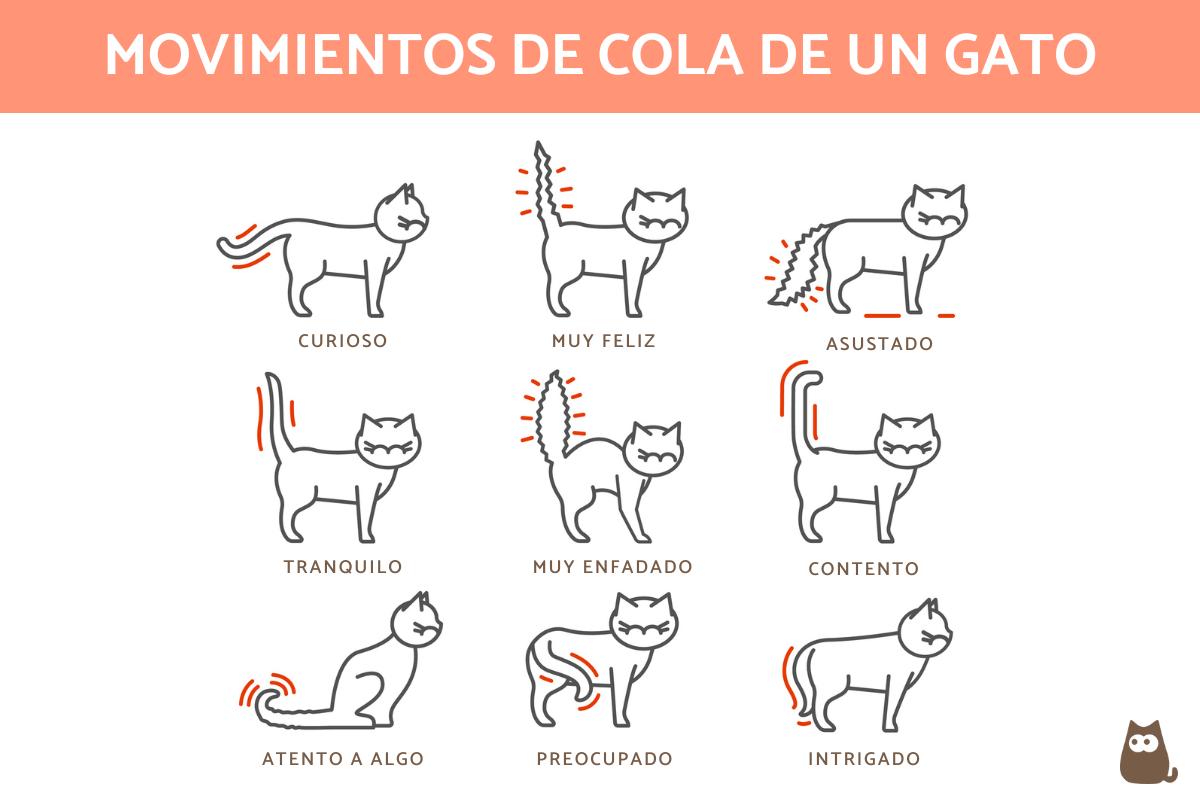 Descubre el fascinante significado de la cola de los gatos | Todo lo ...