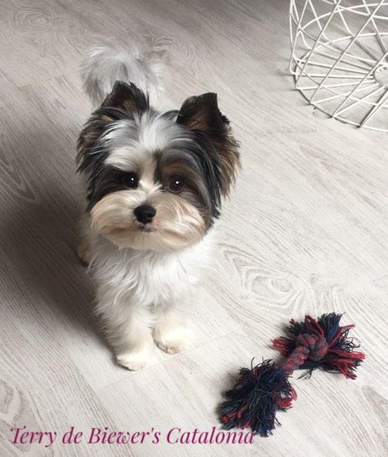 Descubre la belleza de los adorables y tiernos Yorkshire Terrier bebé ...