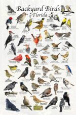 Descubre los nombres y tipos de pájaros en esta guía completa para ...