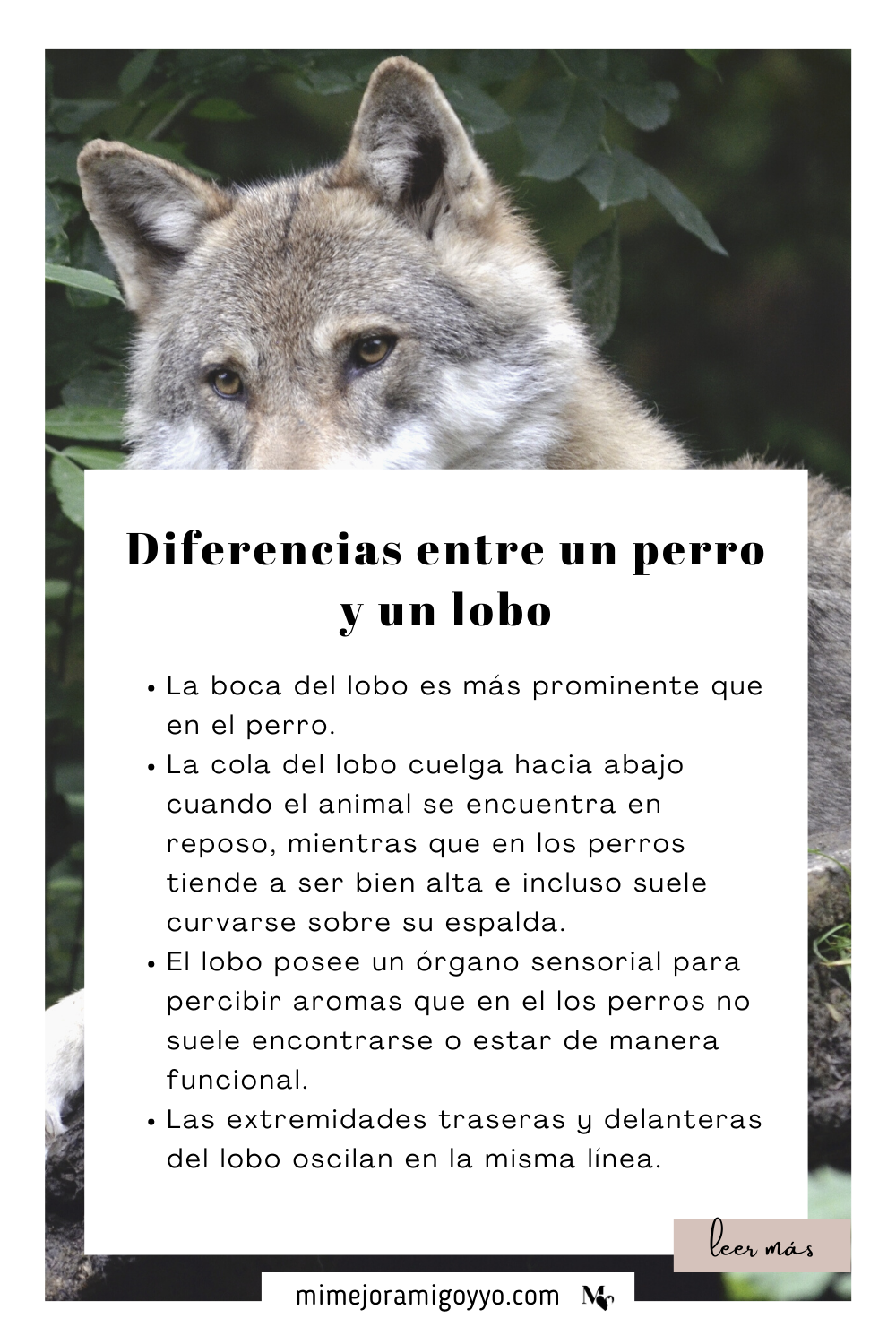 Perros de raza lobo: Encuentra tus fieles compañeros caninos - Todo Mascota